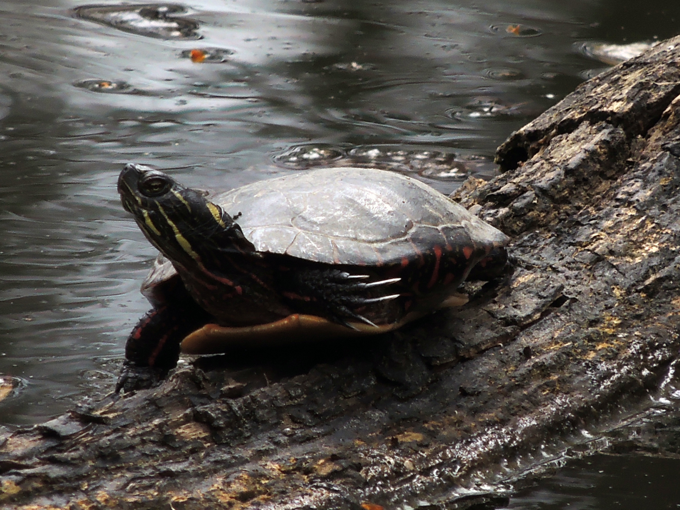 Turtle Pond – Chain O’Lakes State Park – county lines